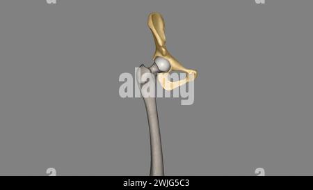 The hip bone is comprised of the three parts the ilium, pubis and ...