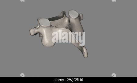 The 7th cervical (C7) vertebra is the largest and most inferior ...