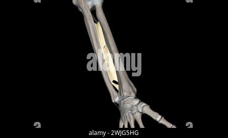 Interosseous membrane forearm Muscle Anatomy For Medical Concept 3D ...