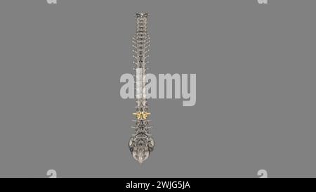 The L2 vertebra is located in the lower curvature of the spine, and the ...