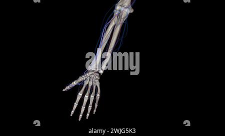 The radial veins originate in the dorsum of the hand from the lateral ...
