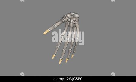 The thumb distal phalanx is a short bone with a rounded tuft at the end ...