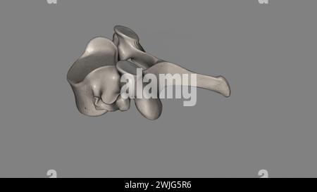 The 7th cervical (C7) vertebra is the largest and most inferior ...