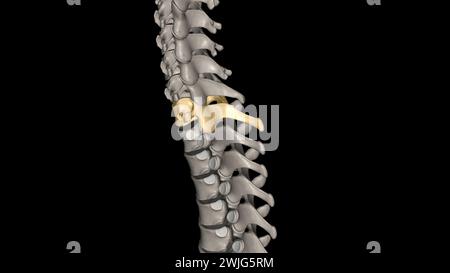 The 7th cervical (C7) vertebra is the largest and most inferior ...