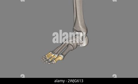 the proximal, or first bone, in the fingers when counting from the hand ...
