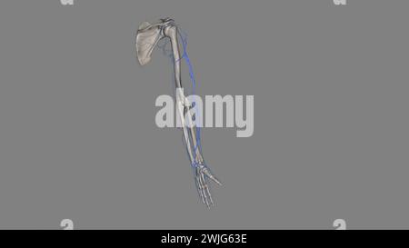 The cephalic vein is a superficial vein of the upper limb and it's one ...