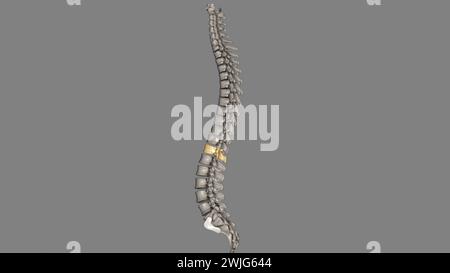 Thoracic Vertebral, T12 Twelve vertebrae are located in the thoracic ...