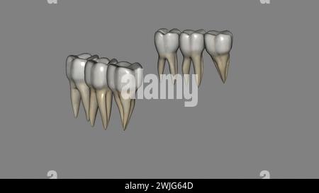 The mandibular molars perform the major portion of the work 3d ...