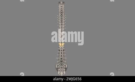 Thoracic Vertebral, T12 Twelve vertebrae are located in the thoracic ...