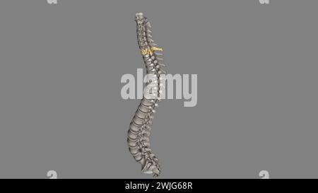 The 7th cervical (C7) vertebra is the largest and most inferior ...