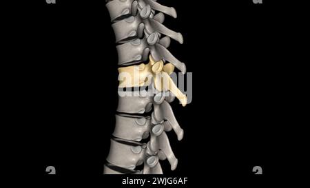 Thoracic Vertebral, T5 Twelve vertebrae are located in the thoracic ...