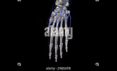 The superficial palmar venous arch consists of a pair of venae ...