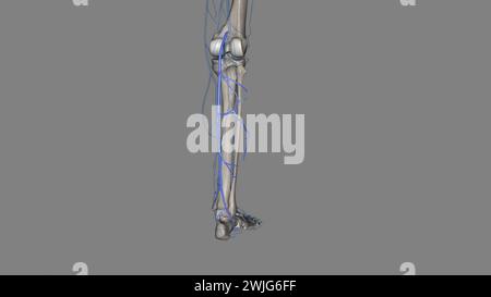 The Small Saphenous Vein (SSV) is a superficial vein of the posterior ...