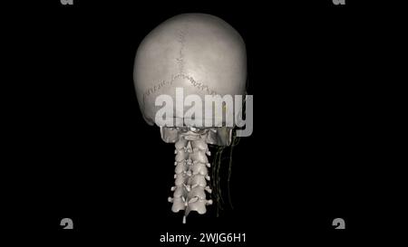 The occipital lymph nodes are located in the back of the head, near the ...