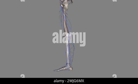 great saphenous vein and small saphenous vein are superficial veins in ...