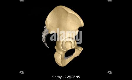 The hip bone is comprised of the three parts the ilium, pubis and ...