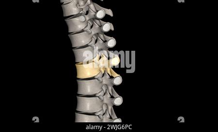 Thoracic Vertebral, T4 Twelve vertebrae are located in the thoracic ...