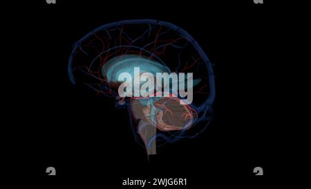 The superior cerebellar artery (SCA) is an artery of the head3d ...