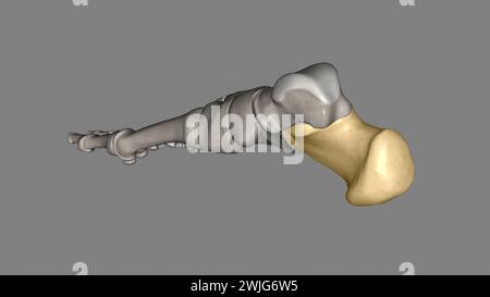 The calcaneus (heel bone) is the largest of the tarsal bones in the ...