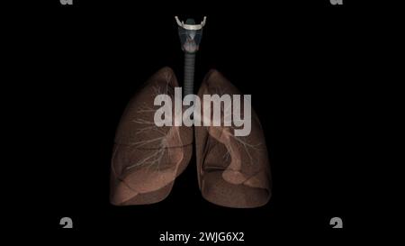 The respiratory system is the network of organs and tissues that help ...