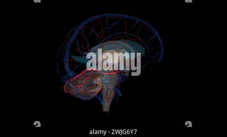 The superior cerebellar artery (SCA) is an artery of the head3d ...