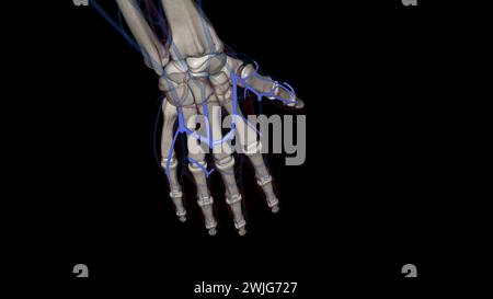 Illustration of the venous system of the hand. This dorsal view ...