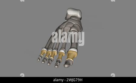 the proximal, or first bone, in the fingers when counting from the hand ...