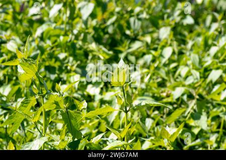 Kirinyuh plant (Chromolaena odorata) grows wild in Indonesia Stock ...