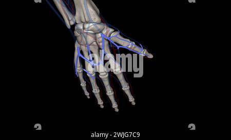 Illustration of the venous system of the hand. This dorsal view ...