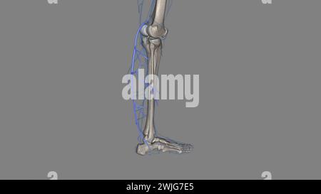The Small Saphenous Vein (SSV) is a superficial vein of the posterior ...