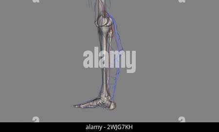 The Small Saphenous Vein (SSV) is a superficial vein of the posterior ...