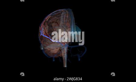 Superficial middle cerebral vein 3d medical Stock Photo - Alamy