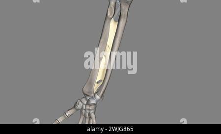 Interosseous membrane forearm Muscle Anatomy For Medical Concept 3D ...