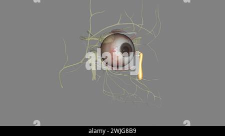 The lacrimal sac or lachrymal sac is the upper dilated end of the ...