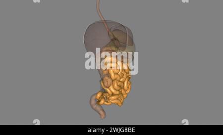 The small intestine (also referred to as the small bowel) is the ...