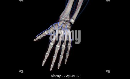 The superficial palmar venous arch consists of a pair of venae ...