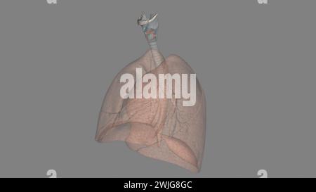 The respiratory system is the network of organs and tissues that help ...