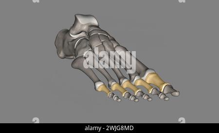 the proximal, or first bone, in the fingers when counting from the hand ...