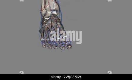 Dorsal digital veins foot - Course On the dorsum of the foot they ...