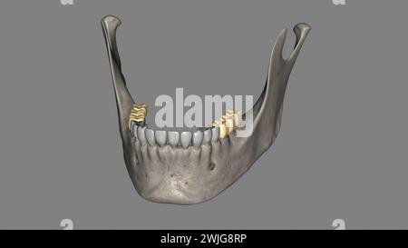 The mandibular molars perform the major portion of the work 3d ...