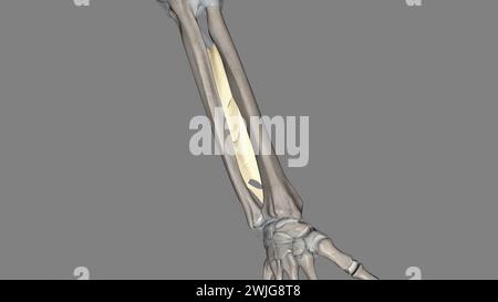 Interosseous membrane forearm Muscle Anatomy For Medical Concept 3D ...