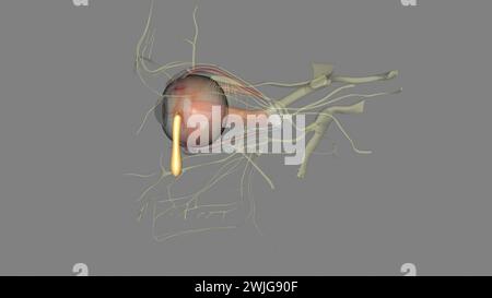 The lacrimal sac or lachrymal sac is the upper dilated end of the ...