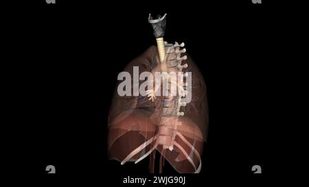 Trachea, in vertebrates and invertebrates, a tube or system of tubes ...