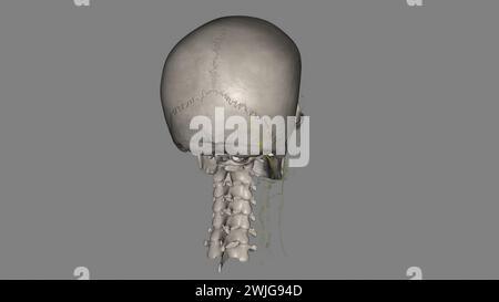 The occipital lymph nodes are located in the back of the head, near the ...