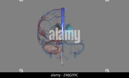 The superior sagittal sinus is the major component of the superficial ...