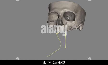 The spinal accessory nerve is a purely motor entity. It innervates both ...