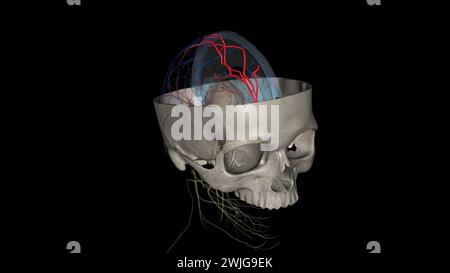 The anterior cerebral artery is the terminal branch of the ...