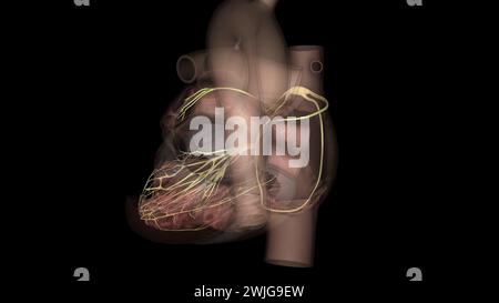 The network of nerves supplying the heart is called the cardiac plexus ...