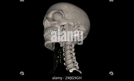 Superior deep cervical Iymph nodes 3d illustration Stock Photo - Alamy