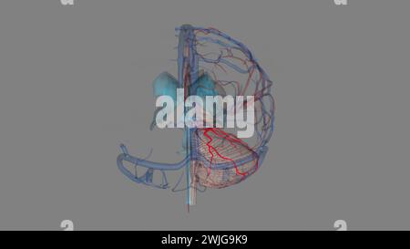 The superior cerebellar artery (SCA) is an artery of the head 3d ...